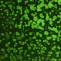 Green Combos High Strike – Stained Glass Express